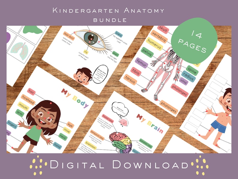 Kindergarten Anatomy Bundle - Etsy