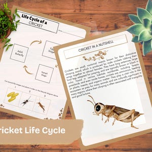 Life- Cycle of the Cricket Teaching Resource Classroom Resource ...