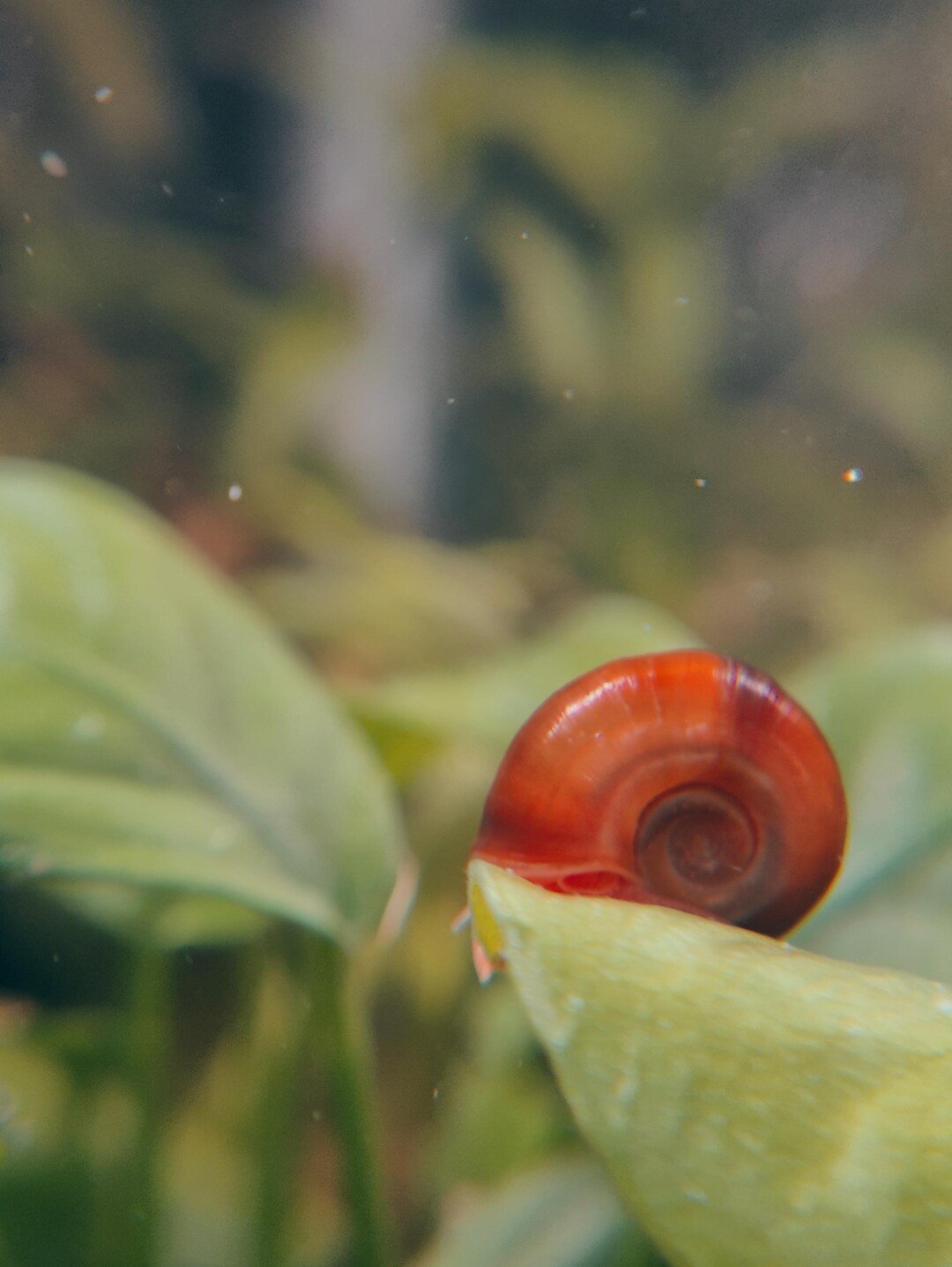8 Red/orange Live Designer Ramshorn Snails - Etsy