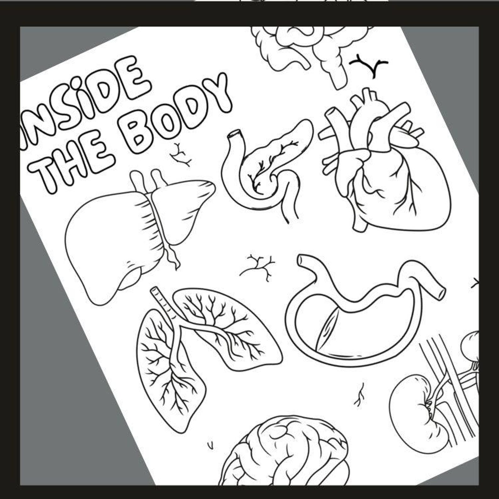 Organ Coloring Pages, Anatomy Worksheets, Science, Printable, 11 Pages ...