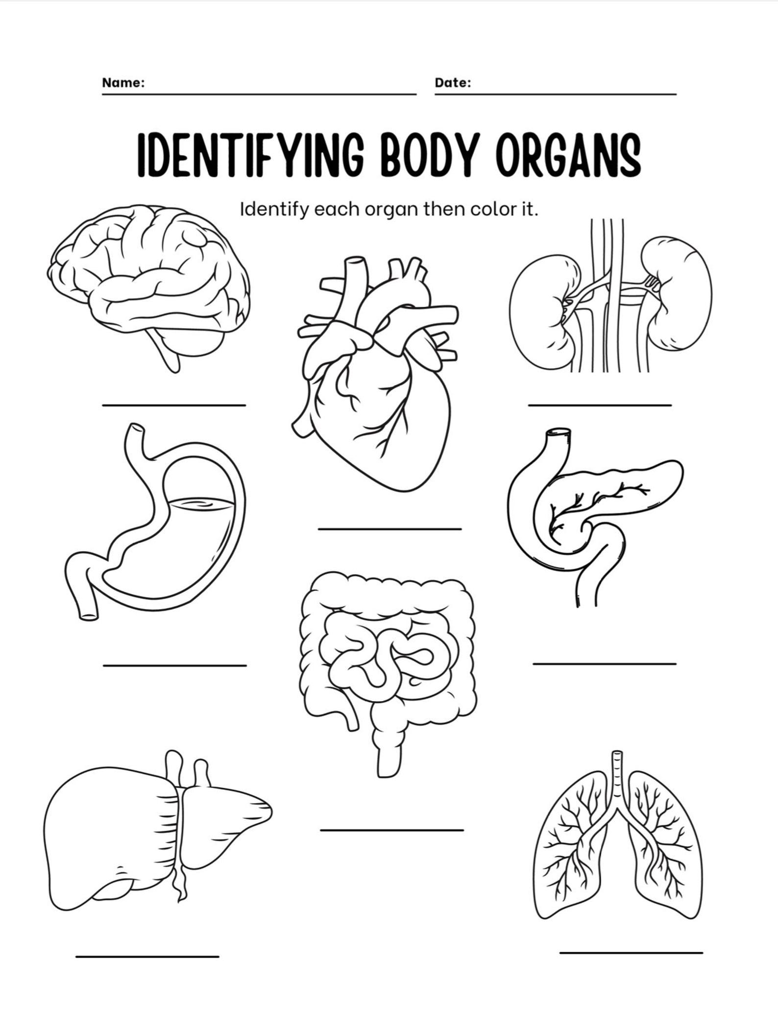 Organ Coloring Pages, Anatomy Worksheets, Science, Printable, 11 Pages ...