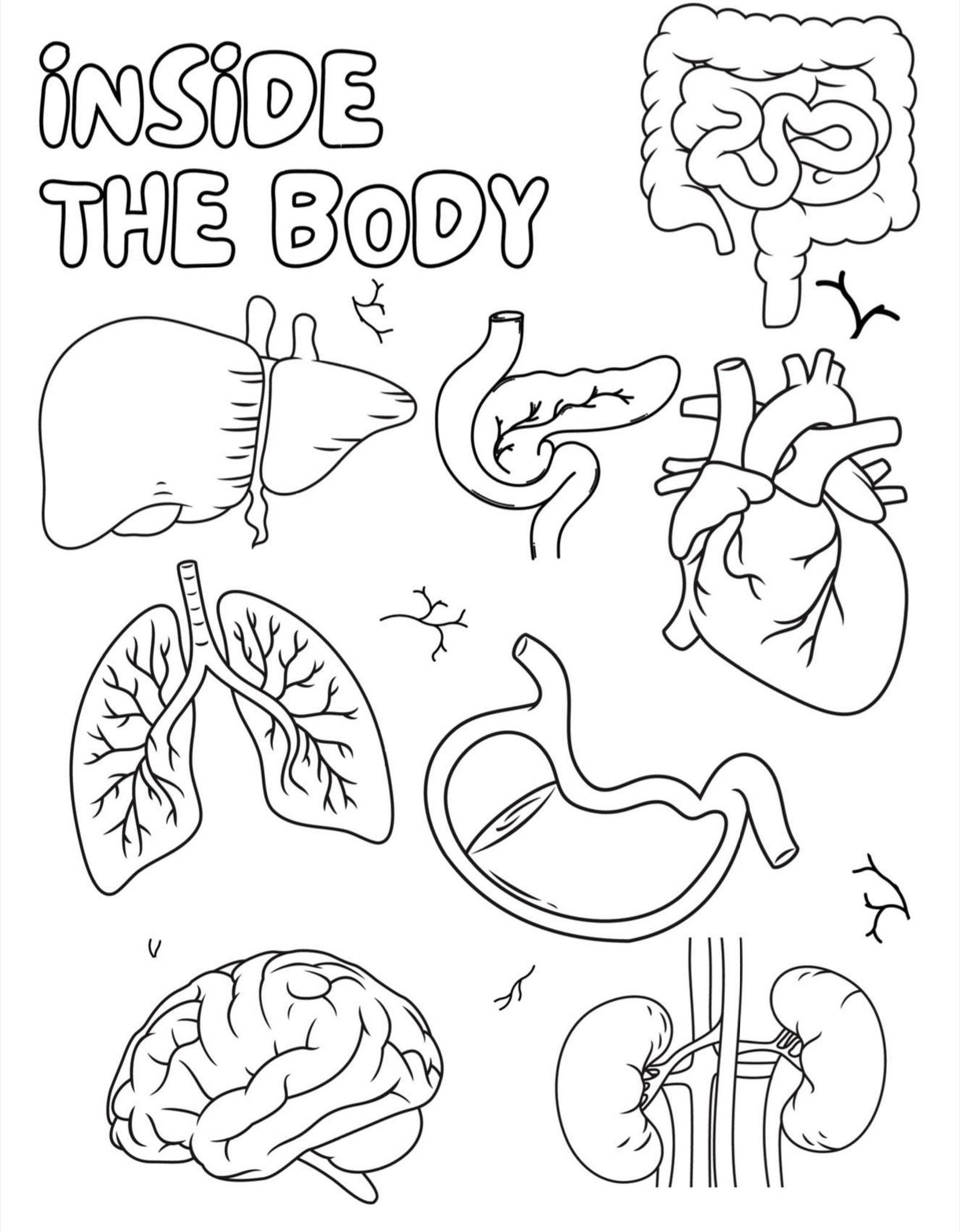Organ Coloring Pages, Anatomy Worksheets, Science, Printable, 11 Pages ...
