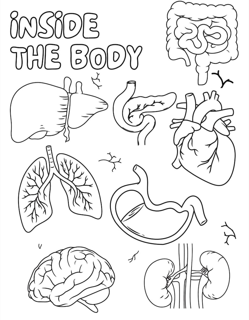 Organ Coloring Pages, Anatomy Worksheets, Science, Printable, 11 Pages ...