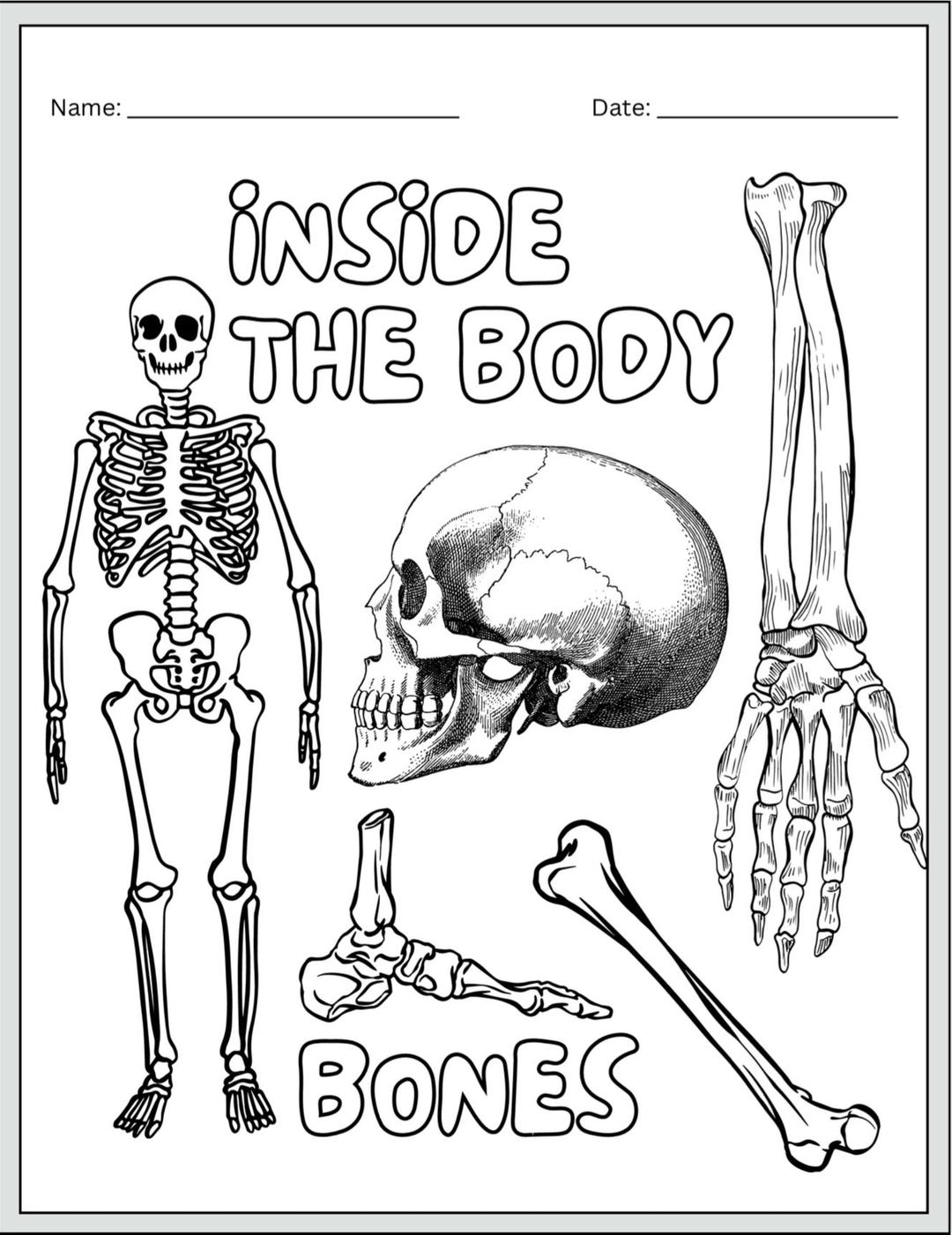Anatomy Worksheets & Coloring Pages, Science - 11 Printable Pages ...