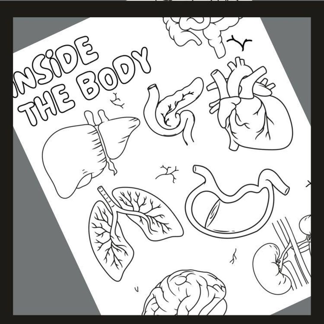 Organ Coloring Pages, Anatomy Worksheets, Science, Printable, 11 Pages ...