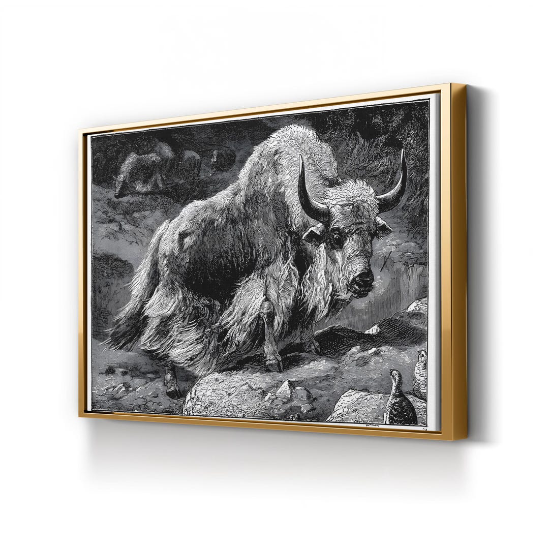 Vintage Yak Illustration Art Print: Wildlife Canvas Wall Decor - Etsy