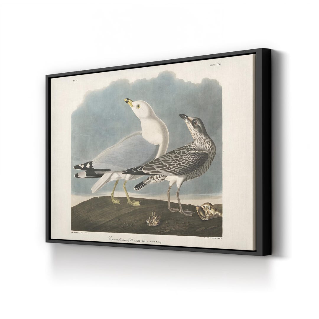 Vintage Common American Gull Print Detailed Bird Illustration Classic ...