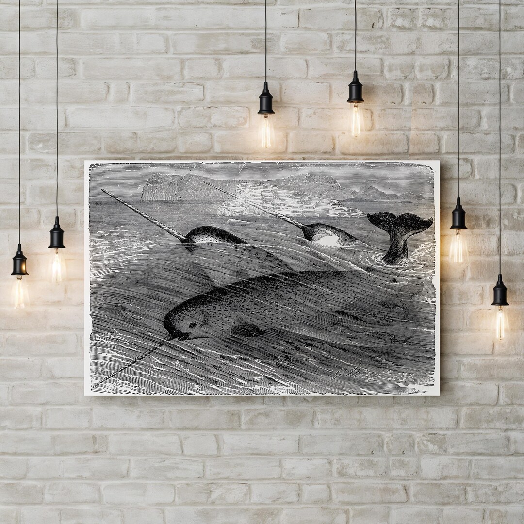 Narwhal School Illustration Vintage Black and White Ocean Wildlife Art ...