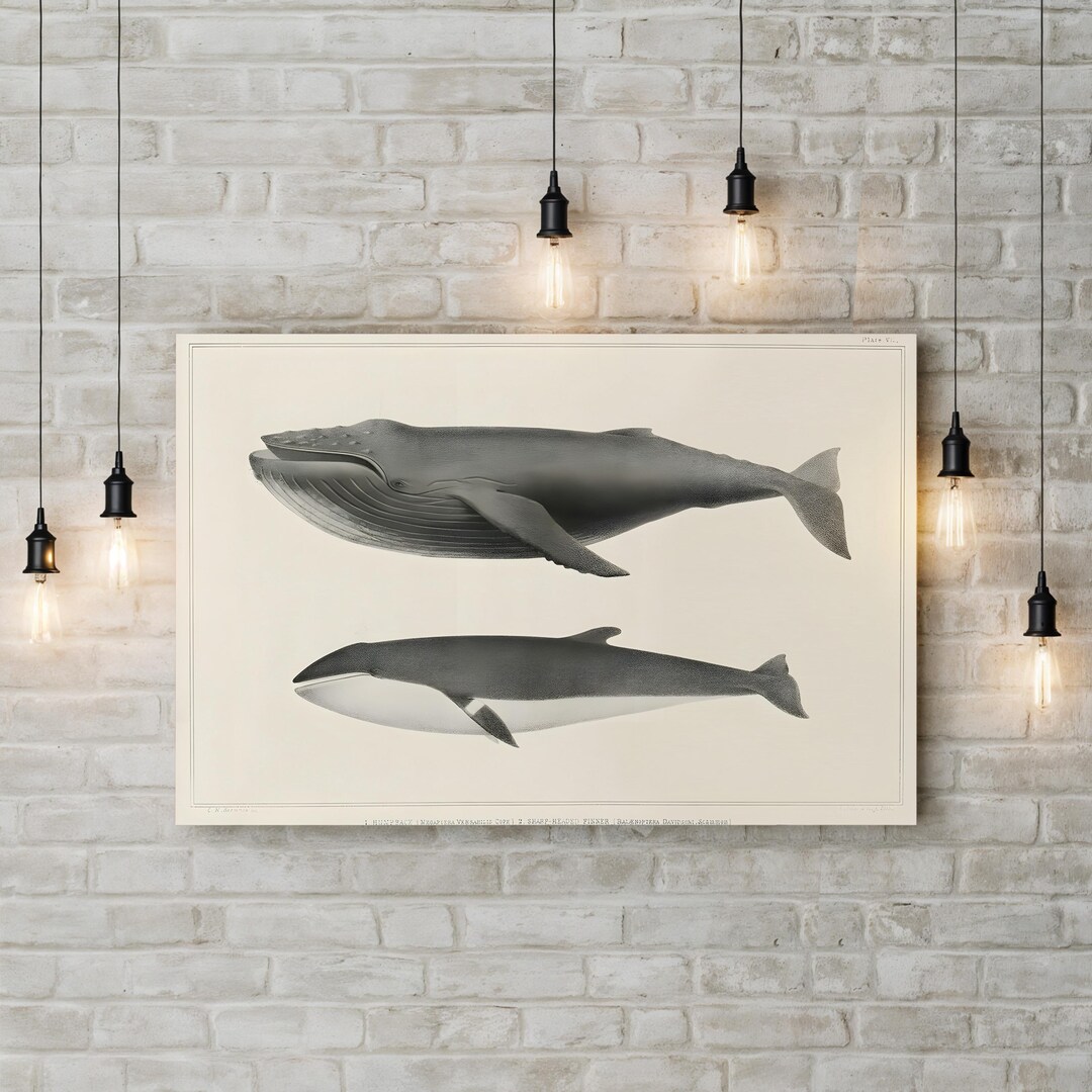 Melville's Whales II Whale Illustration From Moby Dick Nautical Wall ...