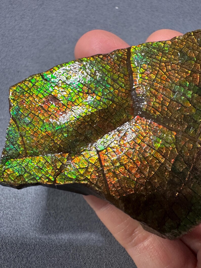 Natural Canadian Ammolite Gemstone Ammonite Fossil Hand Specimen | Home ...