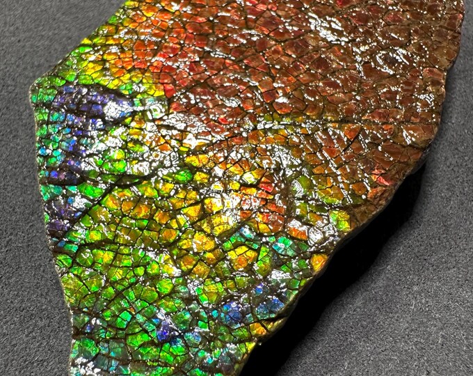 Canadian Ammolite | Natural Ammonite Fossil Hand Specimen | Rare ...
