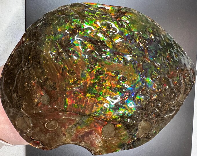 Unique Natural Canadian Ammolite Gemstone | Vibrant Ammonite Fossil ...