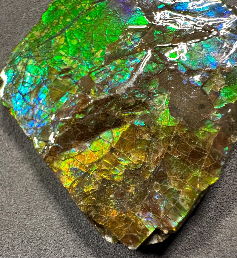 Unique & Rare Canadian Ammolite Display Piece With Mosasaur Bite Marks ...