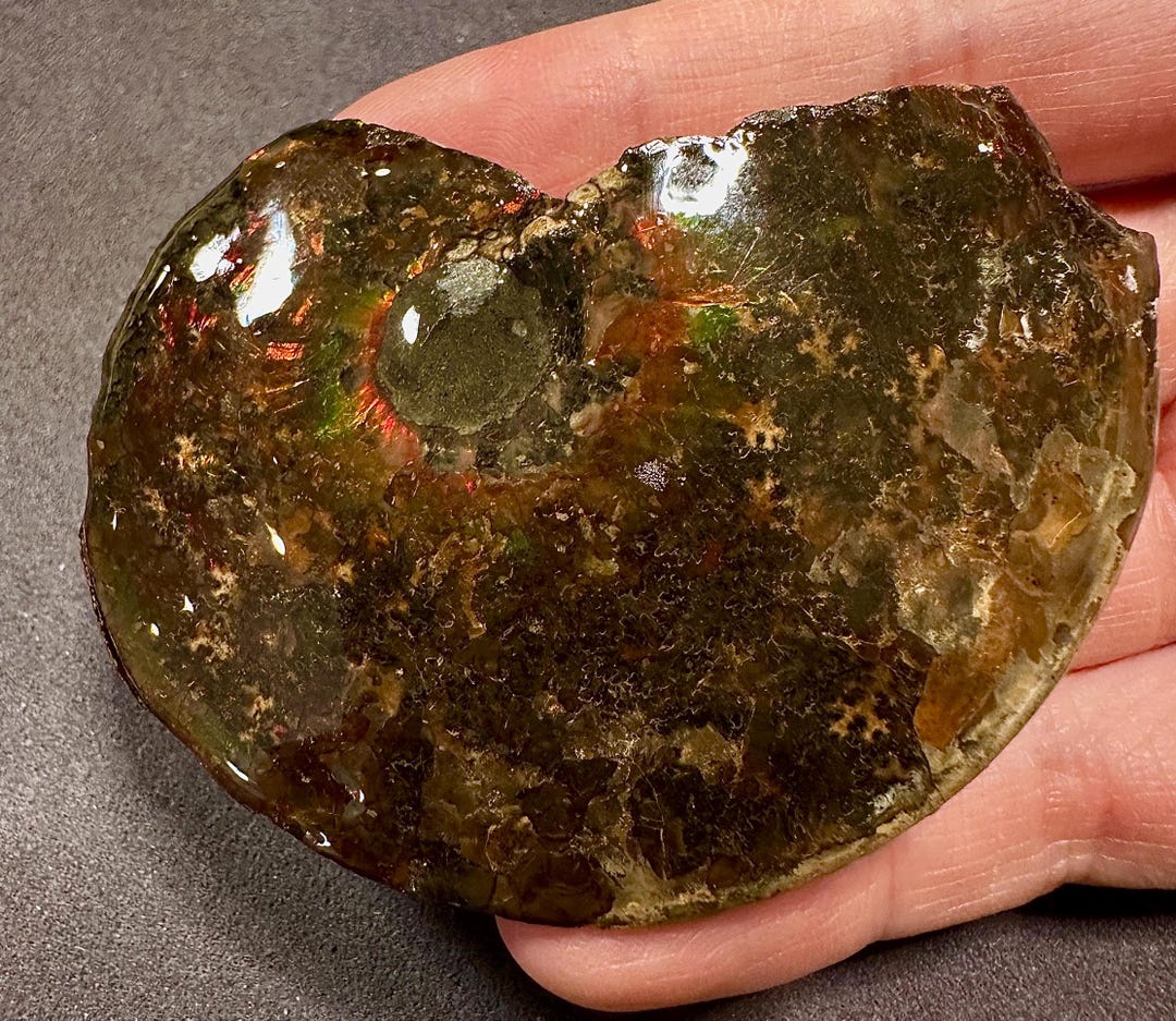 Rare Mini Ammonite Fossil Natural Canadian Ammolite Gemstone With ...