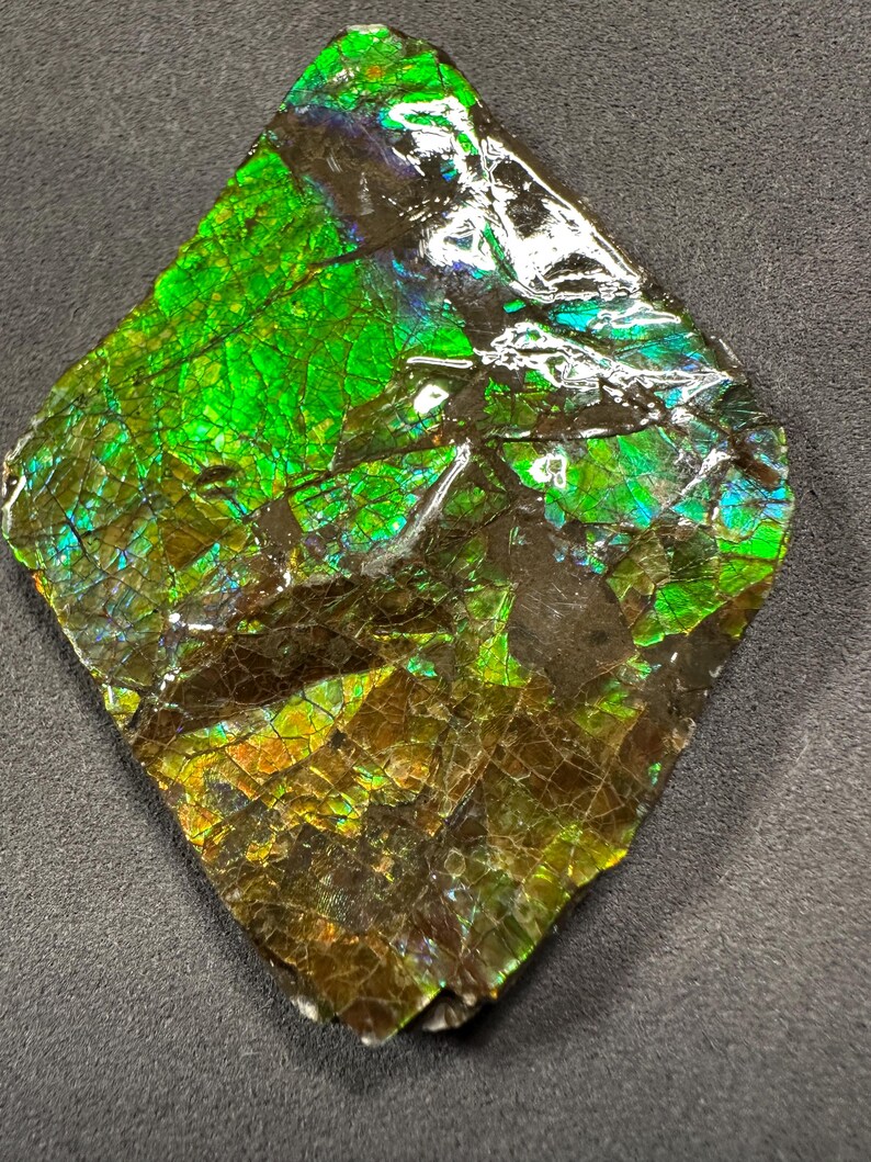 Iridescent Ammolite Fossil Display Piece | Mosasaur Bite Marks - Etsy