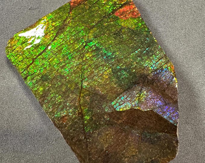 Canadian Ammolite Fossil Specimen: Rainbow Dragon Scale Gemstone - Etsy