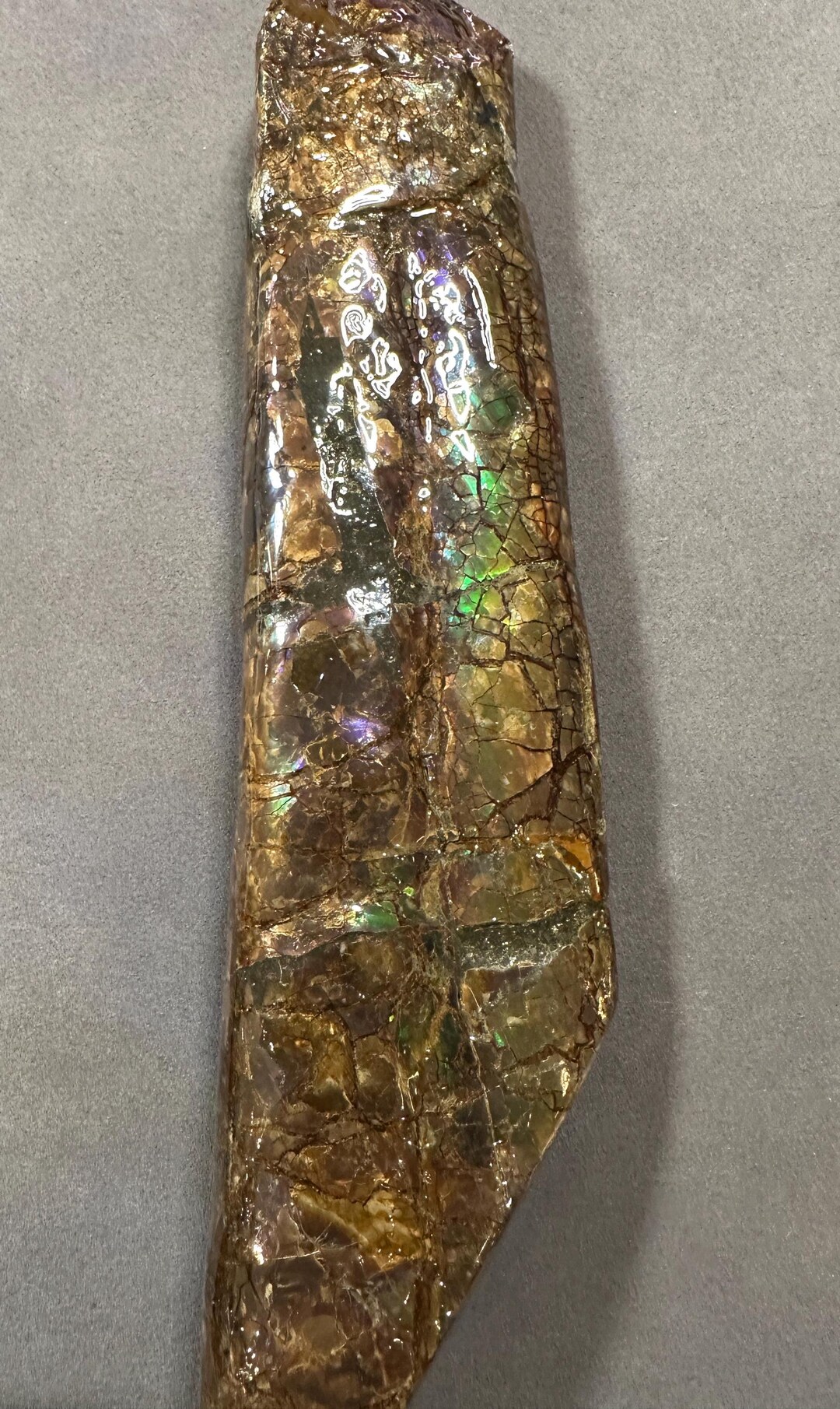Natural Iridescent Ammolite Baculite Fossil: Canadian Unique Home Decor ...
