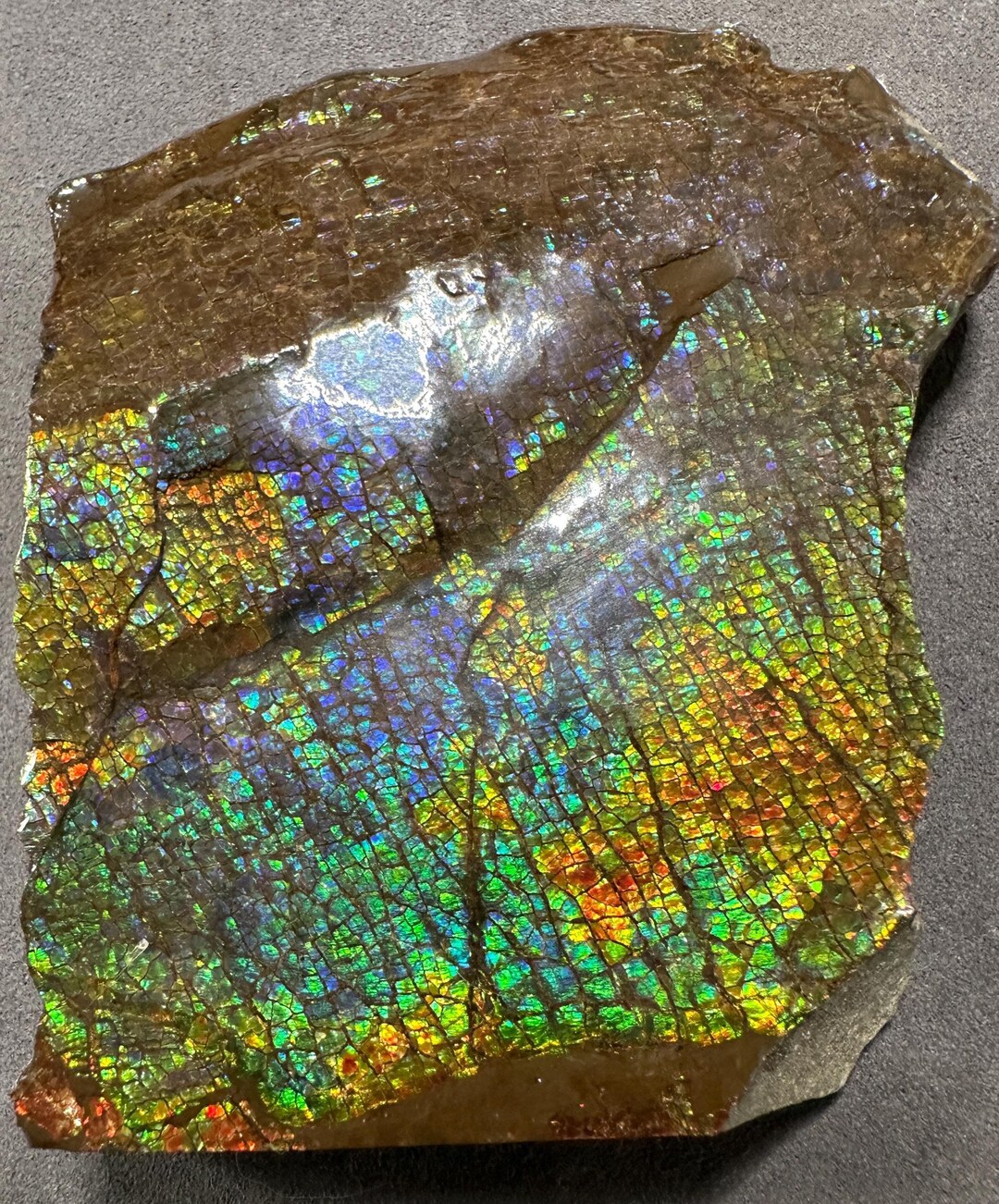 Natural Canadian Ammolite Gemstone Ammonite Fossil Hand Specimen | Home ...