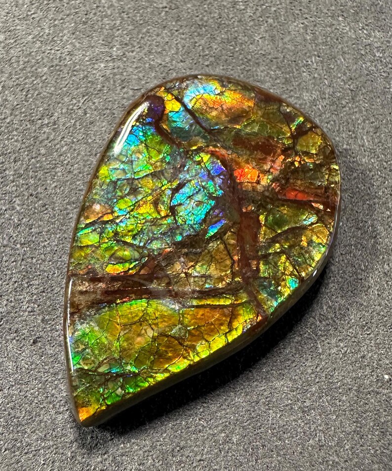 Natural Canadian Ammolite Gemstone | Vibrant Ammonite Fossil Hand ...