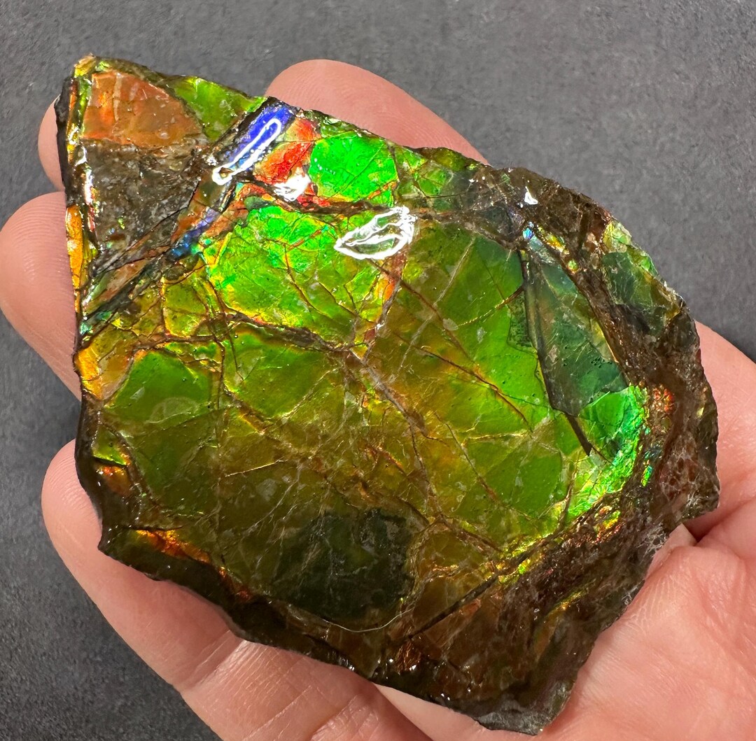 Natural Canadian Ammolite Gemstone Vibrant Ammonite Fossil Hand ...