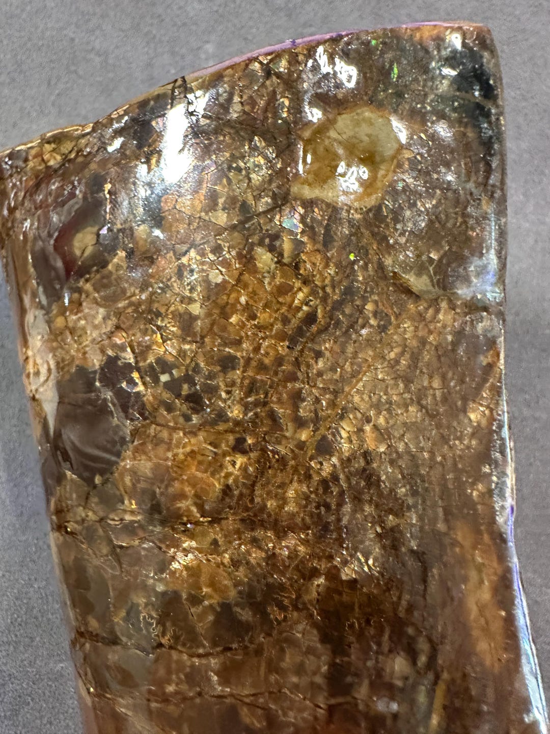 Natural Iridescent Baculite Fossil With Mosasaur Bite Marks| Canadian ...