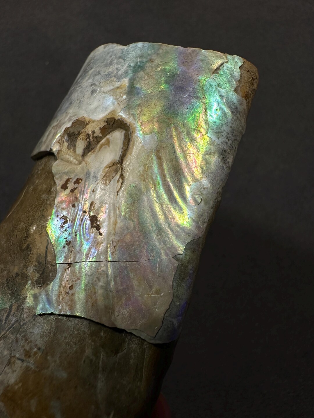 Rare Baculite Fossil From Utah, USA With Iridescent Pearlescent Colors ...