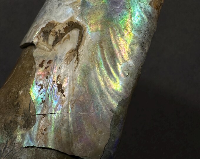 Rare Baculite Fossil From Utah, USA With Iridescent Pearlescent Colors ...