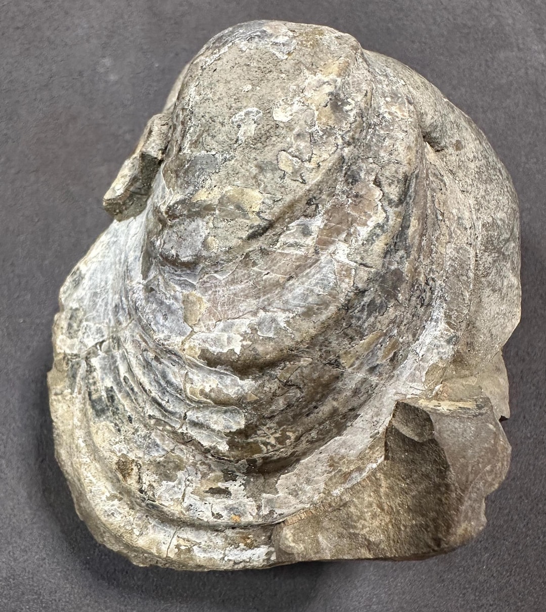 Canadian Clam Fossil | Fossil Shell | Fossilized Shell | Clam Fossil ...