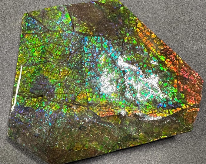 Canadian Ammolite Natural Canadian Ammonite Fossil Hand Specimen ...