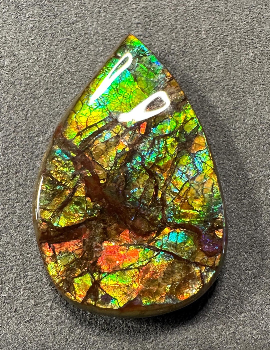 Natural Canadian Ammolite Gemstone | Vibrant Ammonite Fossil Hand ...
