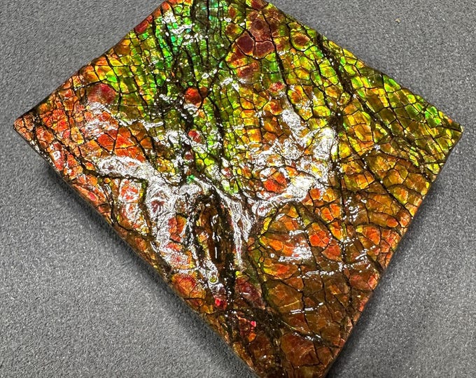 Canadian Ammolite Natural Canadian Ammonite Fossil Hand Specimen ...