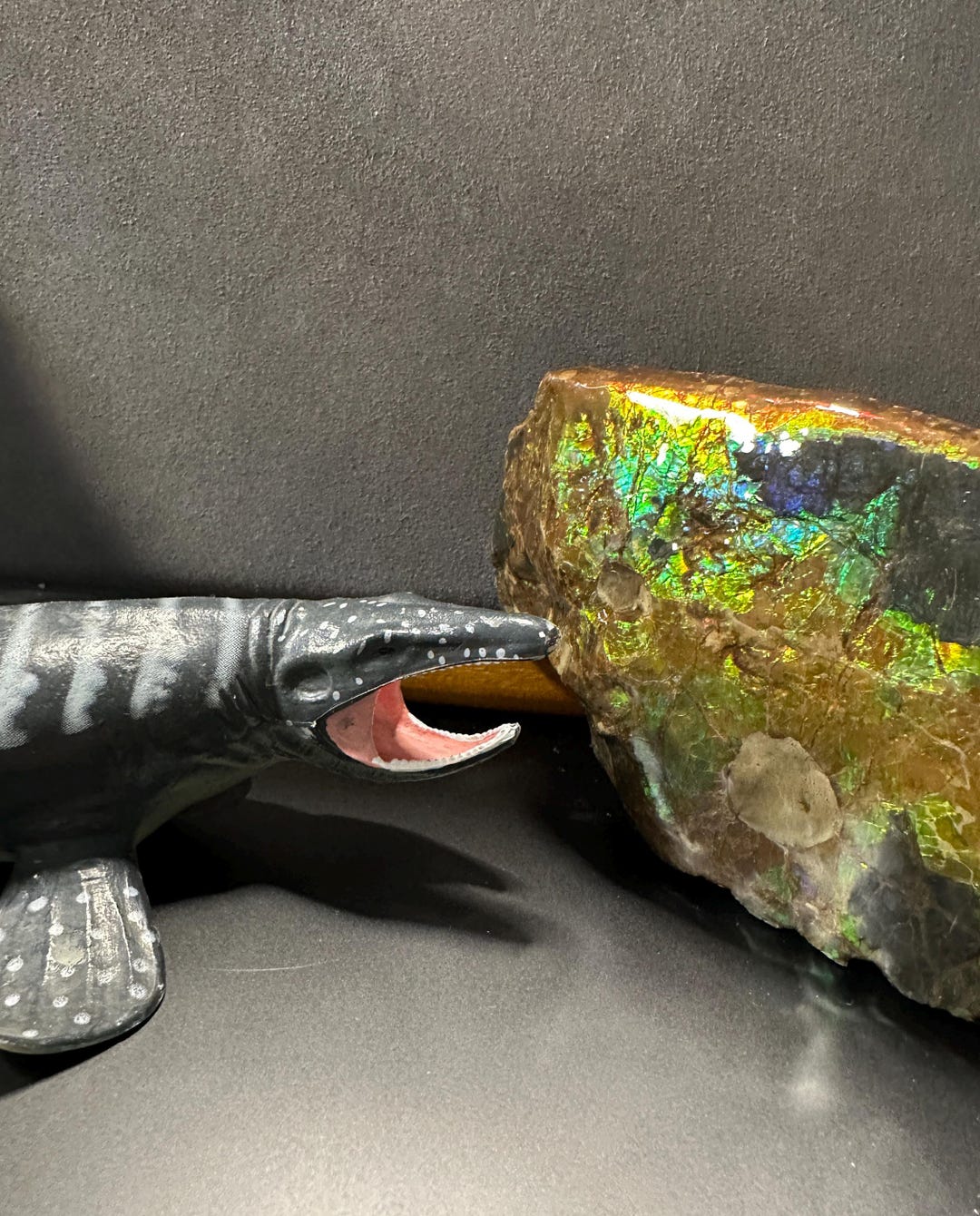 Canadian Ammolite Display Piece | Mosasaur Bite Marks, Iridescent ...