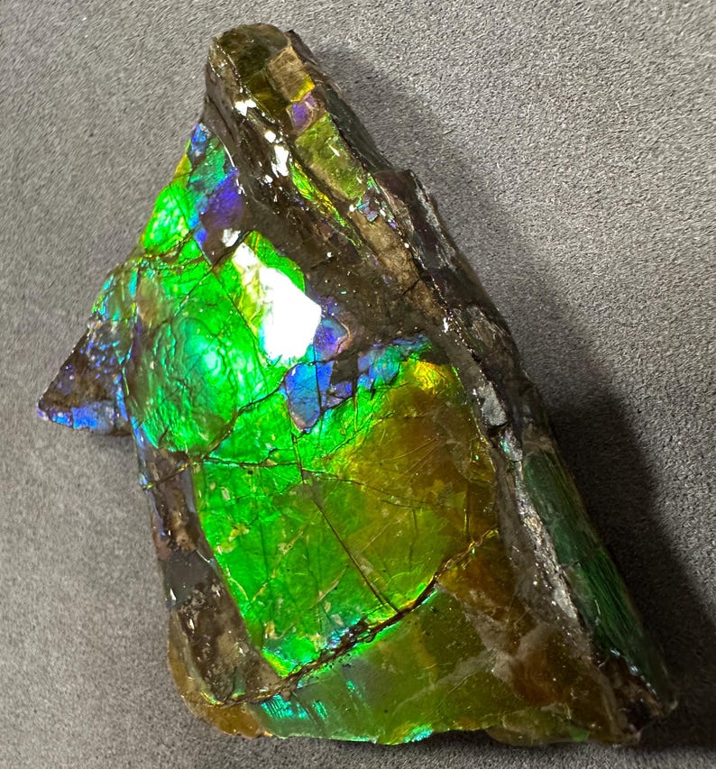 Natural Canadian Ammolite Gemstone - Ammonite Fossil Hand Specimen ...