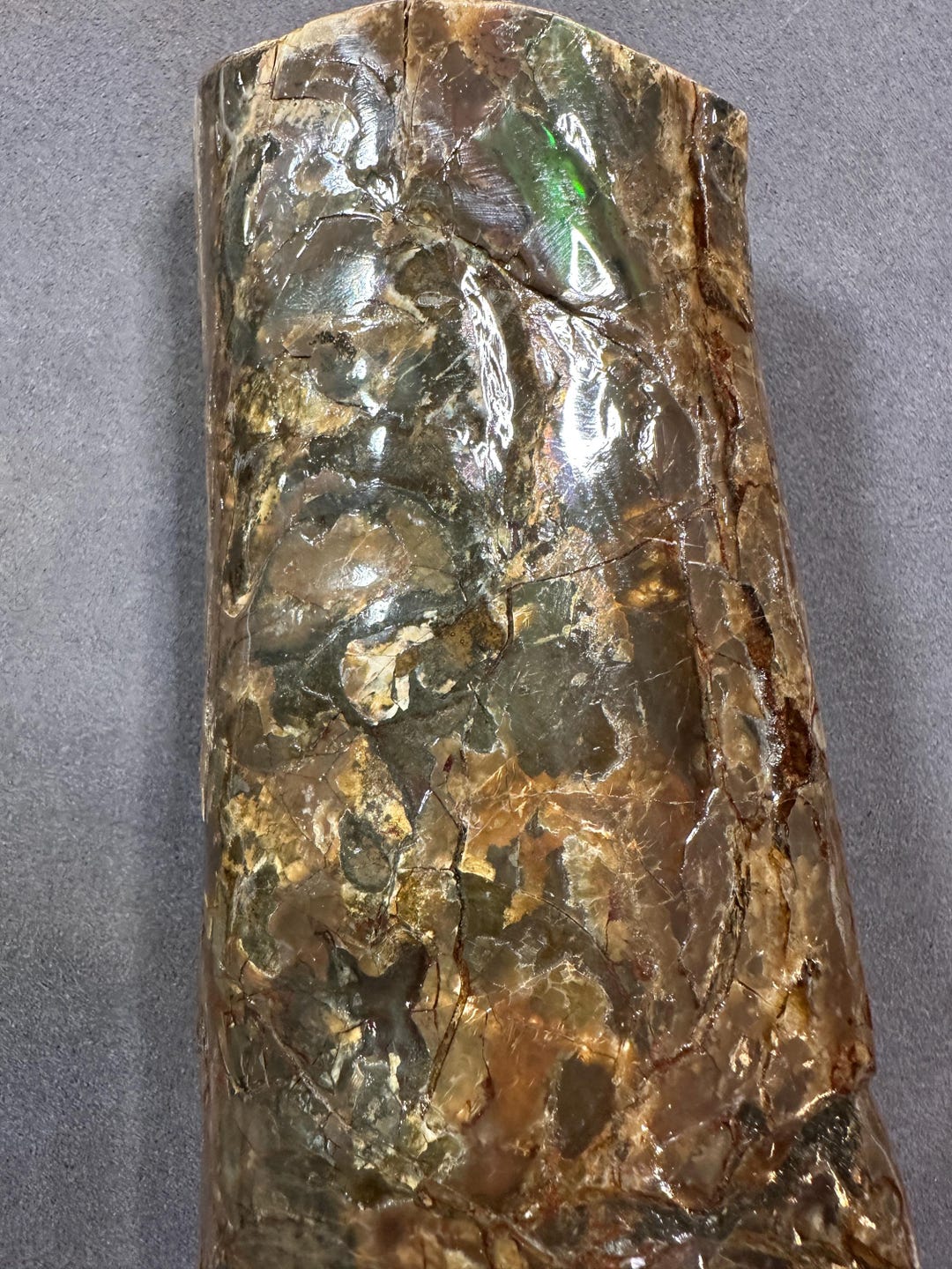 Natural Canadian Baculite Fossil 24cm Ammolite Gemstone Unique Home ...