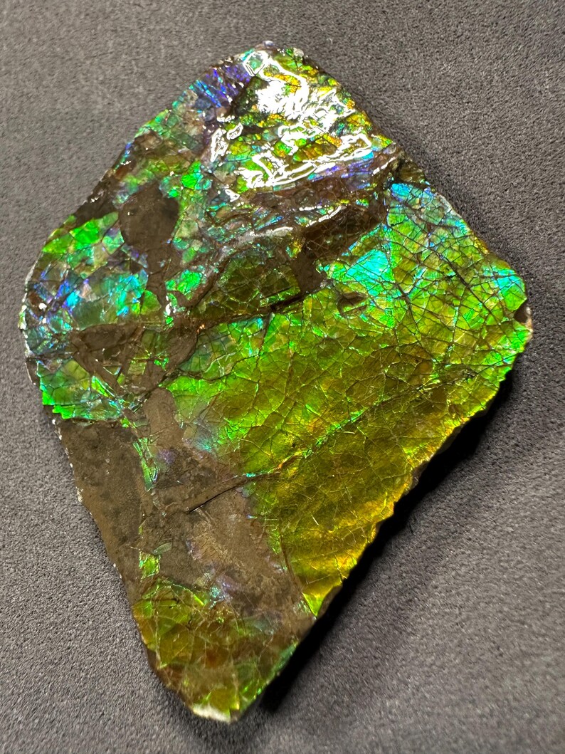 Iridescent Ammolite Fossil Display Piece | Mosasaur Bite Marks - Etsy