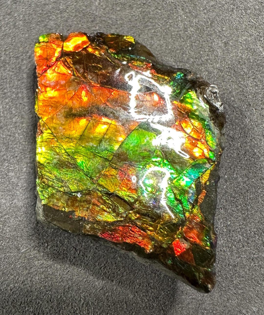 Natural Canadian Ammolite Gemstone Ammonite Fossil Hand Specimen ...