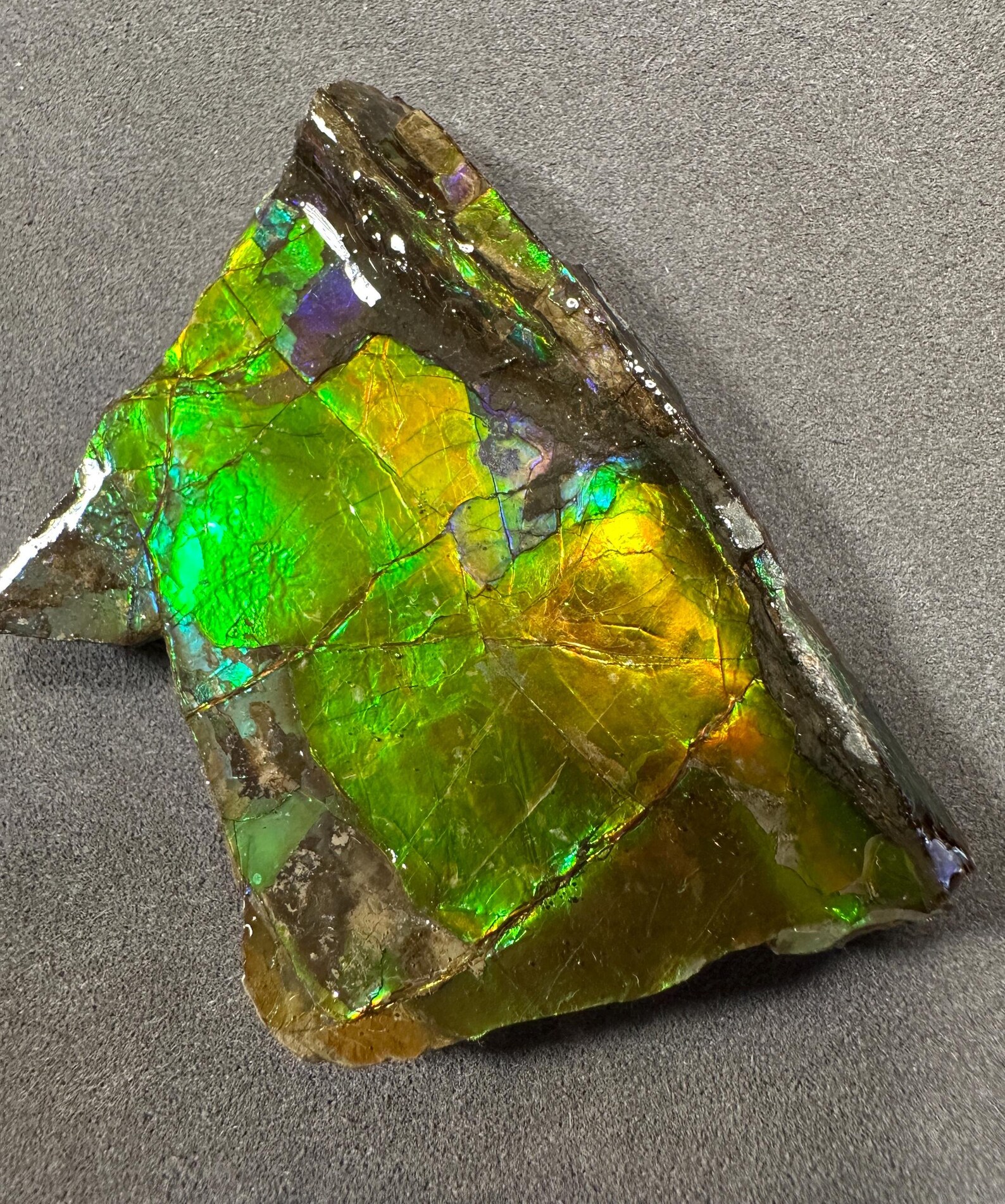 Natural Canadian Ammolite Gemstone - Ammonite Fossil Hand Specimen ...