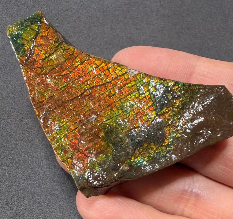 Natural Canadian Ammolite Gemstone Ammonite Fossil Hand Specimen | Home ...