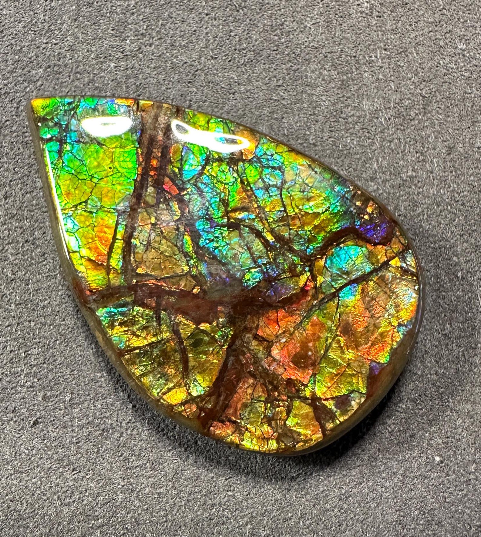 Natural Canadian Ammolite Gemstone | Vibrant Ammonite Fossil Hand ...