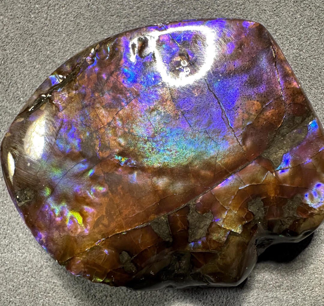 Polished Ammolite Fossil Specimen: Rare Blue-purple Ammonite Display ...