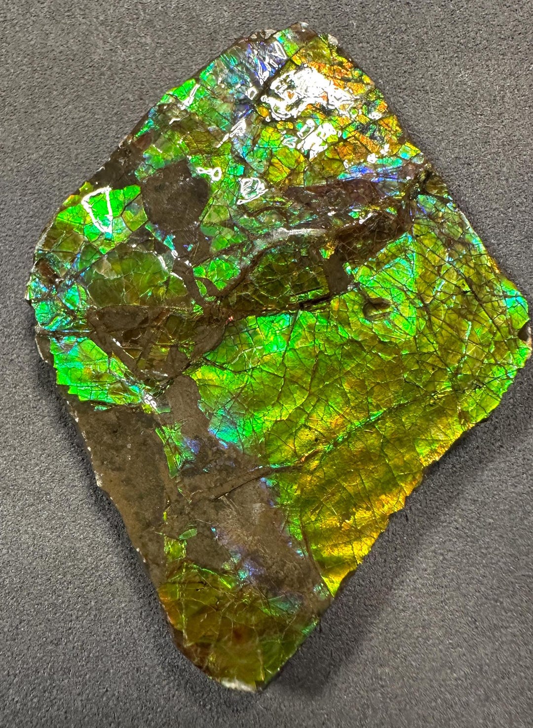 Iridescent Ammolite Fossil Display Piece | Mosasaur Bite Marks - Etsy