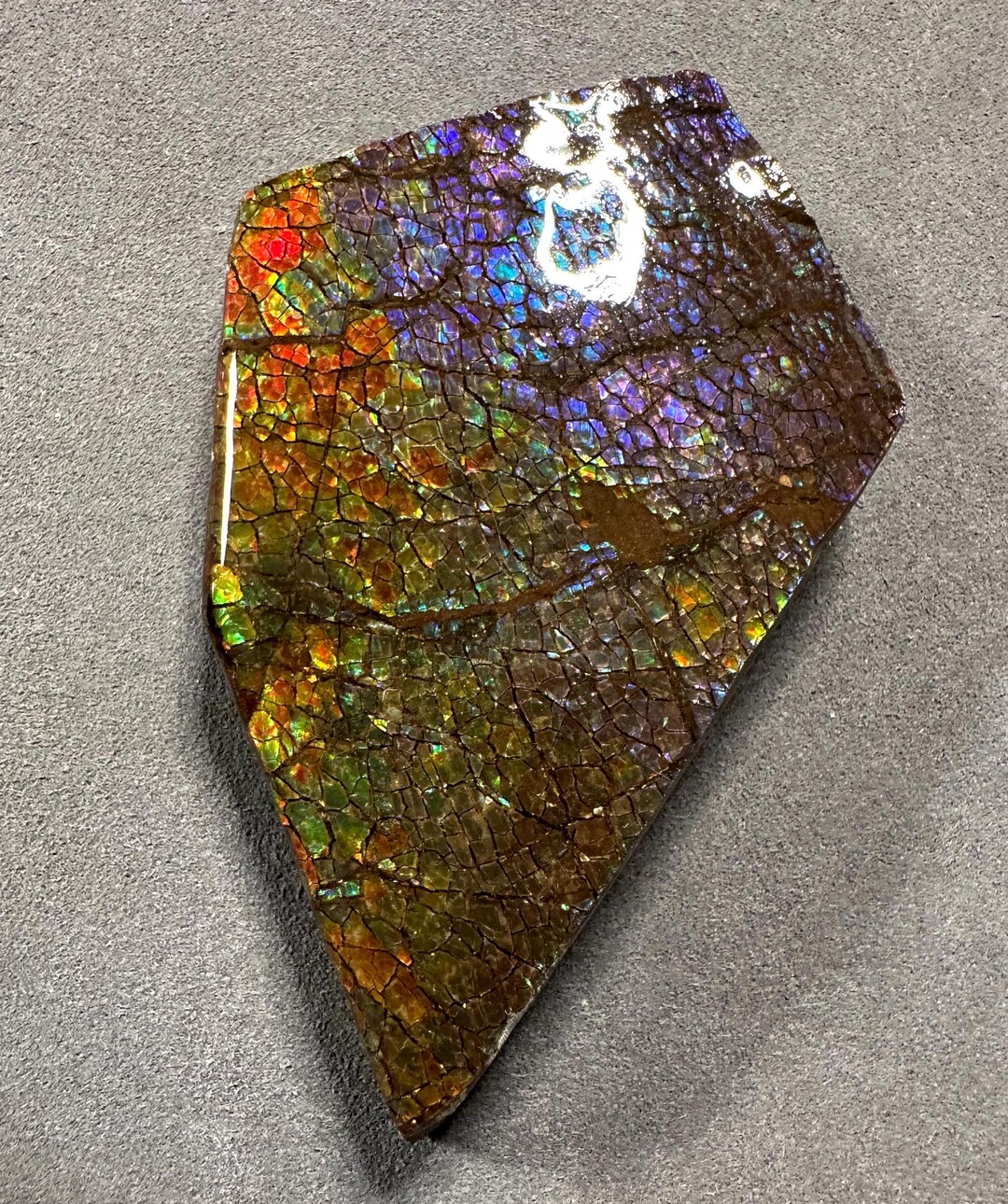 Canadian Ammolite | Natural Ammonite Fossil Hand Specimen | Rare ...