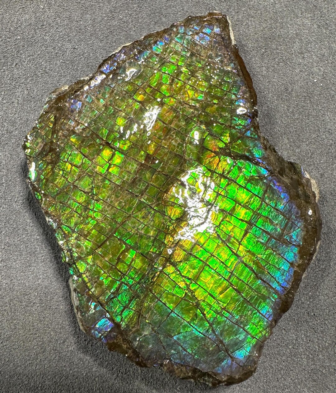 Natural Canadian Ammolite Gemstone Vibrant Ammonite Fossil Hand ...
