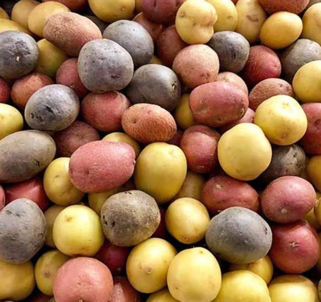 Mixed Color Potato Seeds for Planting Outdoors, 70 Seeds True Potato ...