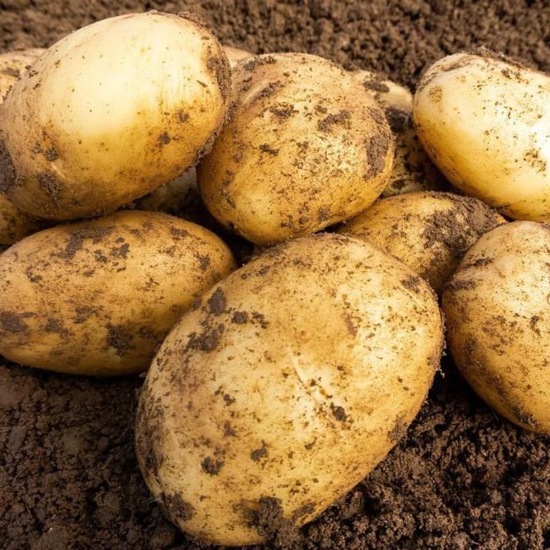 Potato Seeds - Etsy