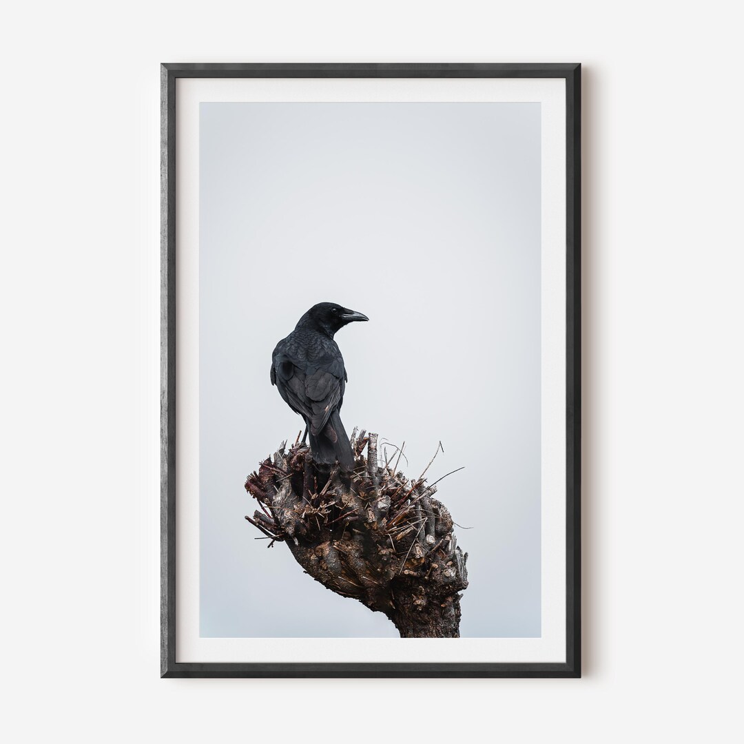 Minimalist Crow Wall Art – Desaturated Fine Art Print, Moody Bird ...