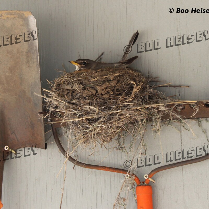 Unusual Birdhouses - Etsy