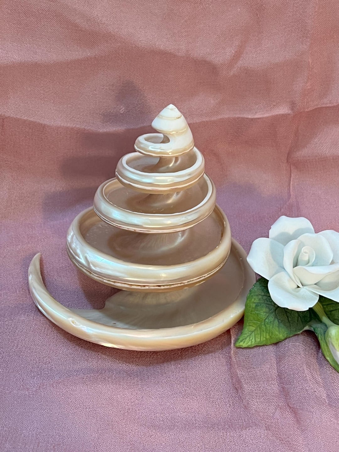 Extra Large Mother of Pearl Cone Shell, Troca Shell, Spiral Shell ...