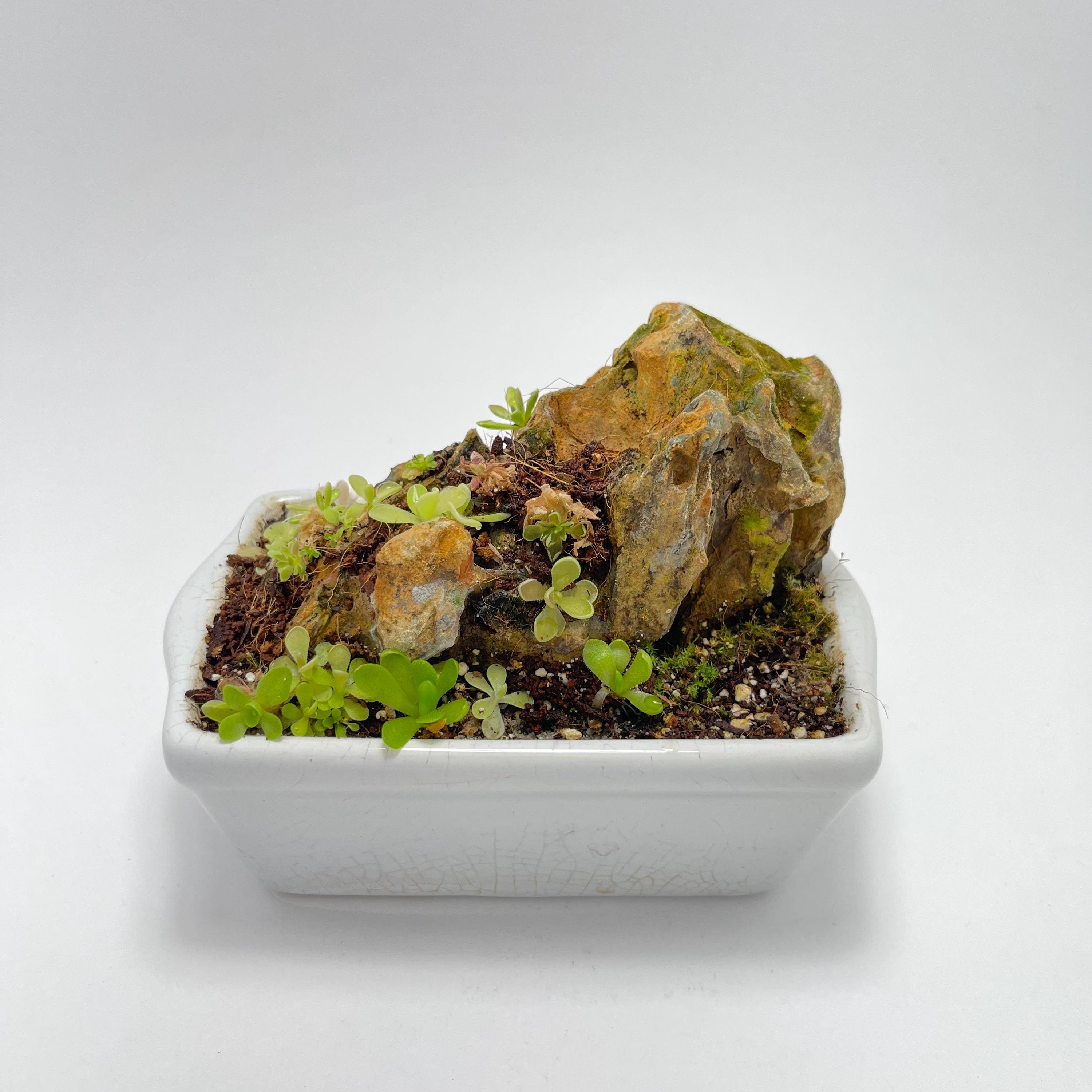 Pinguicula Rock Display Kit - Etsy