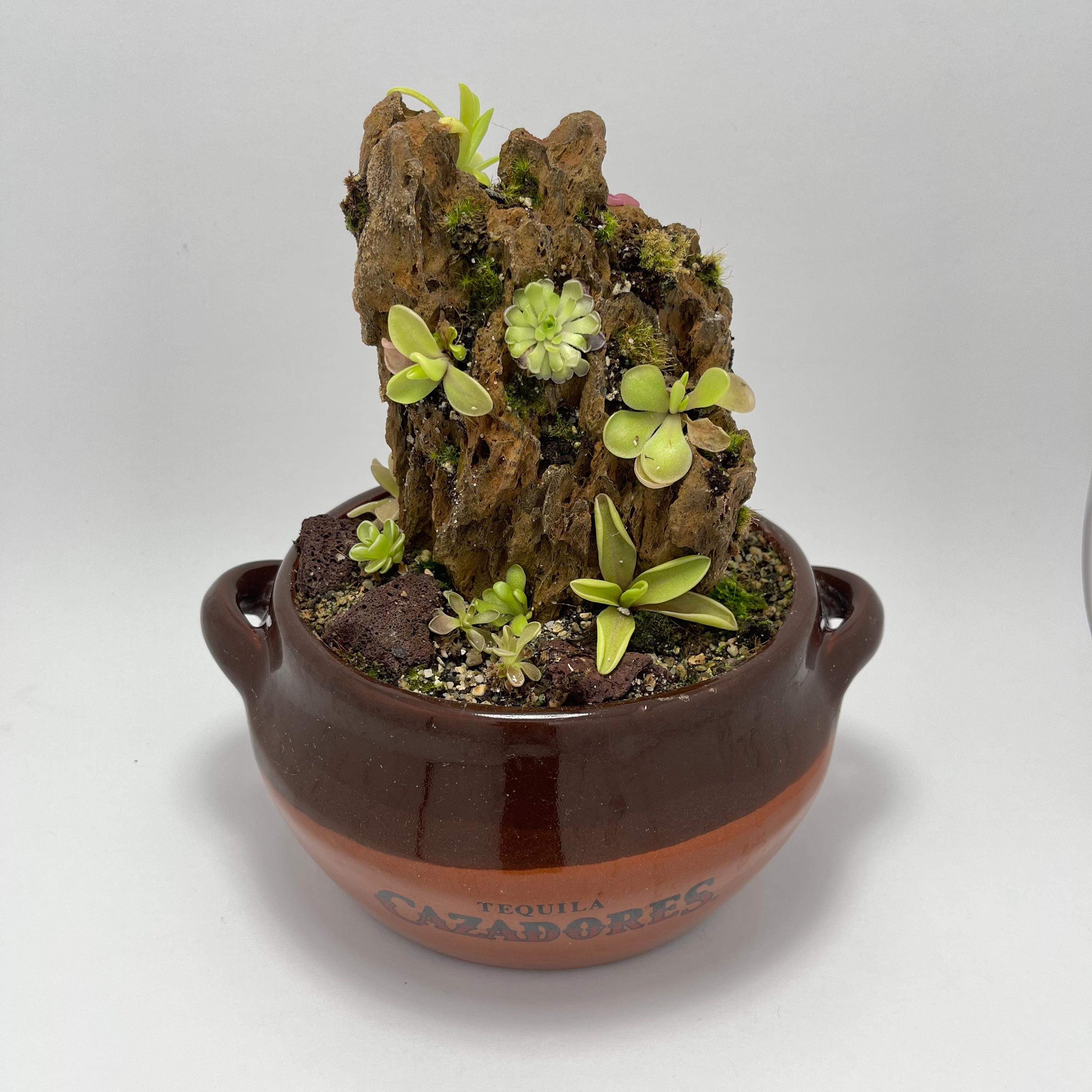 Pinguicula Rock Display Kit - Etsy